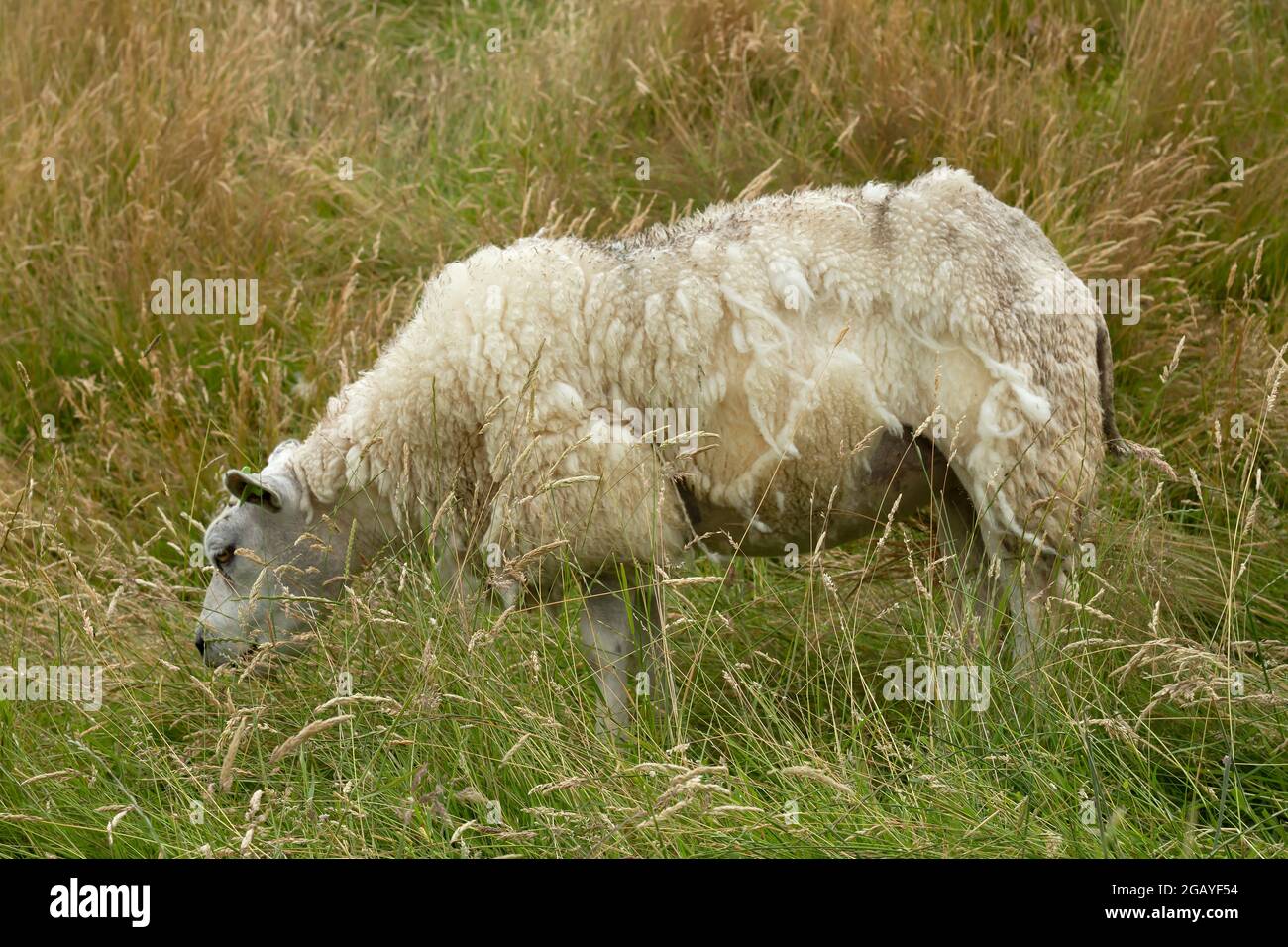 Texel breed of sheep hi-res stock photography and images - Alamy