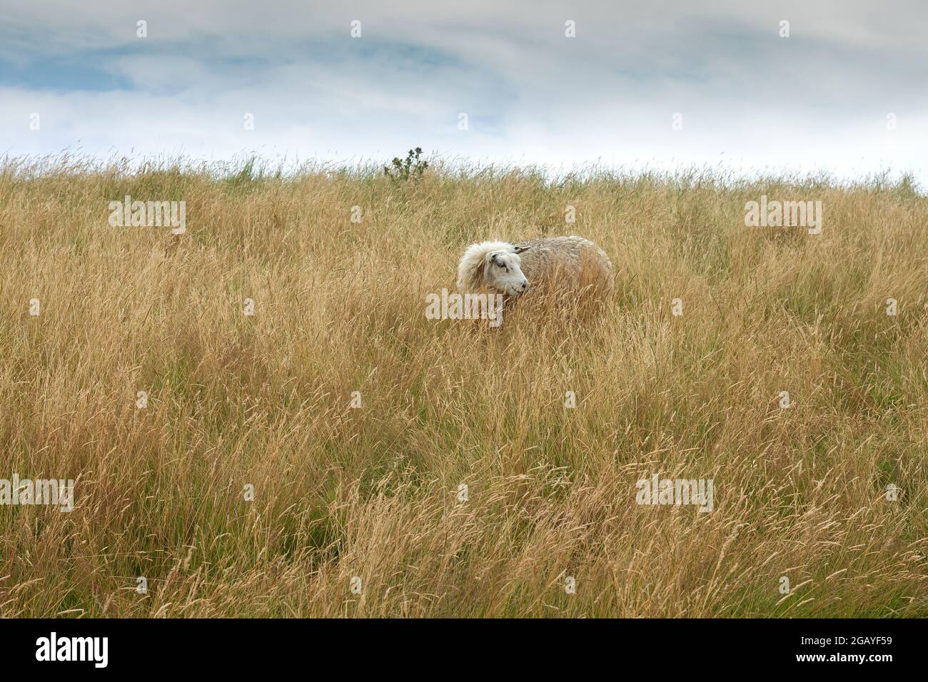 Texel breed of sheep hi-res stock photography and images - Alamy