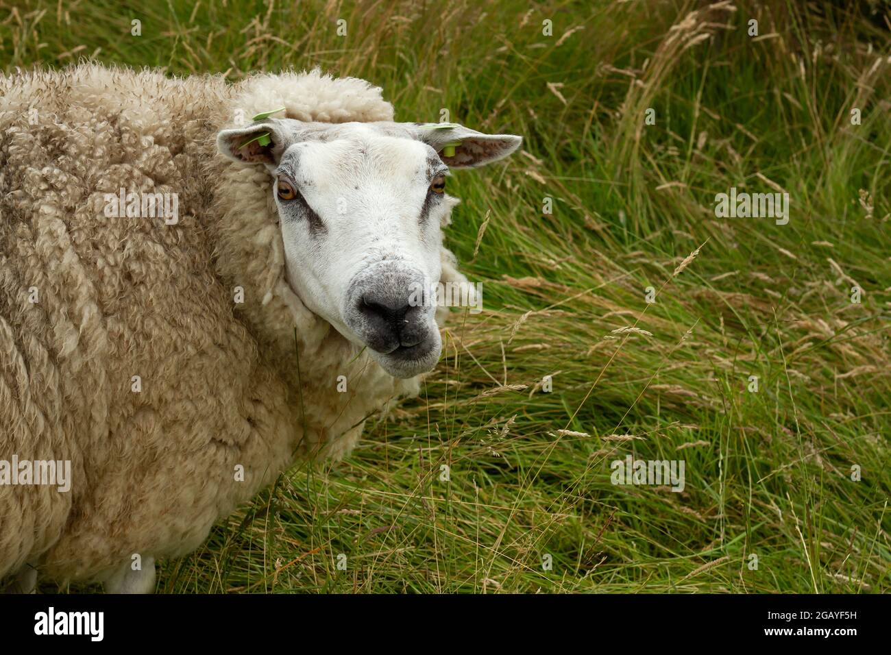 Texel breed of sheep hi-res stock photography and images - Alamy