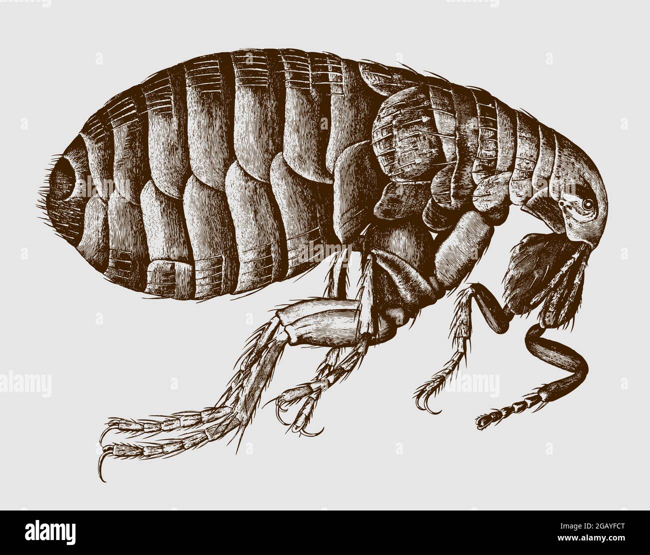 Pulex irritans Stock Vector Images - Alamy