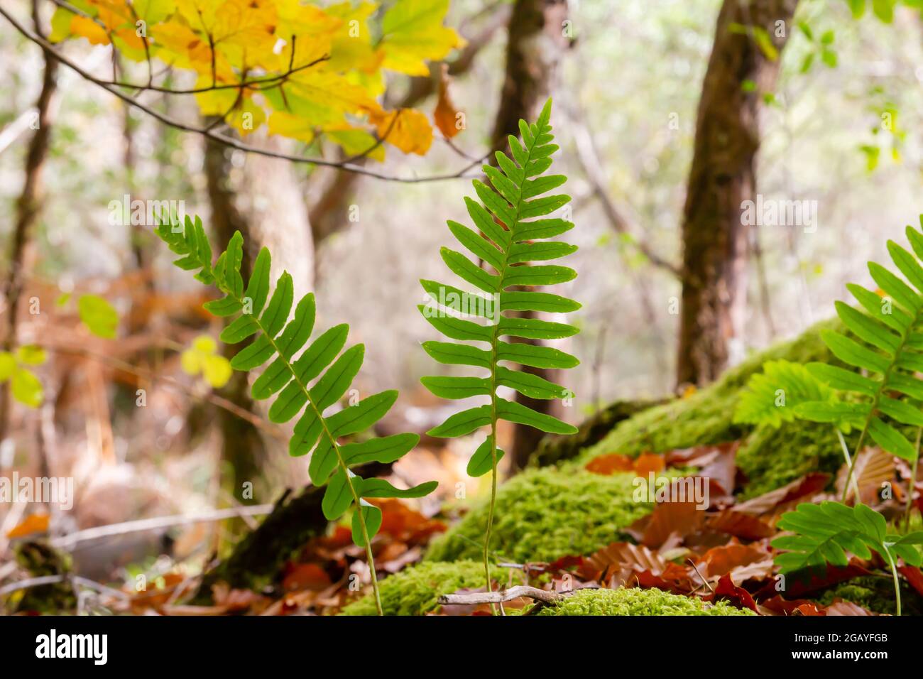 Polypodium vulgare, the common polypody green fern fronds growing in ...