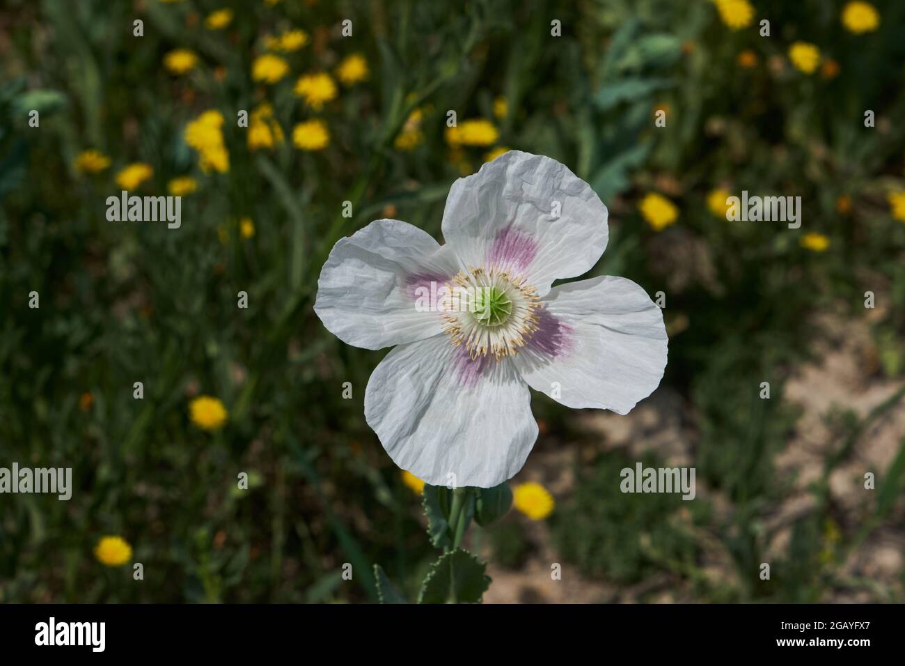 Papaver somniferum known as opium poppy white flower blooming in ...