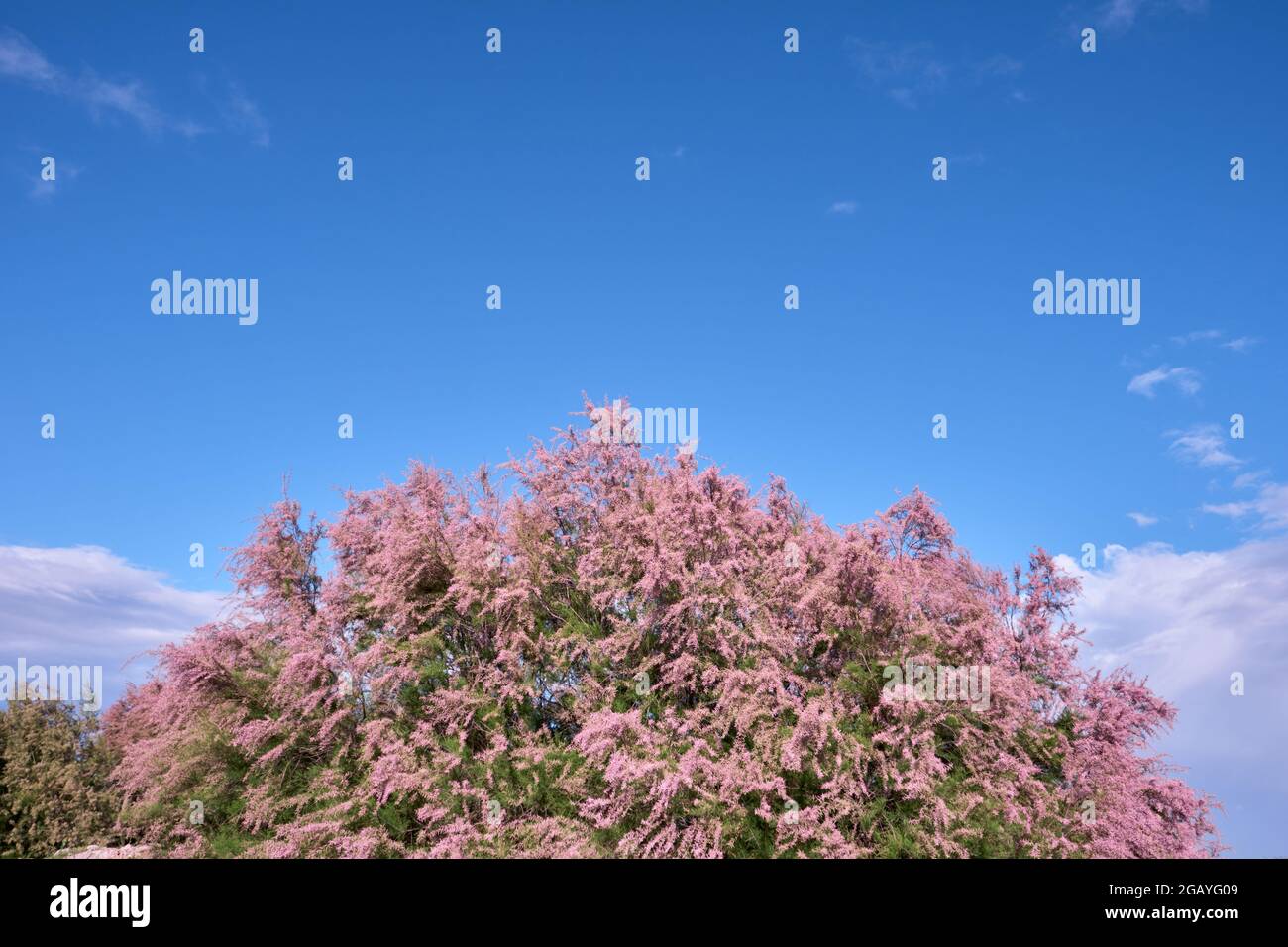 Five stamen tamarisk tree hi-res stock photography and images - Alamy