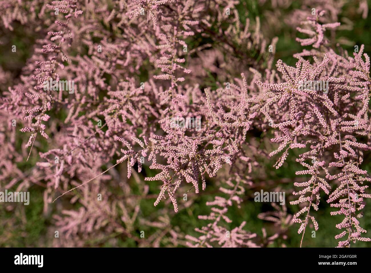 Tamarix chinensis or chinese tamarix pink flowers blooming in spring ...