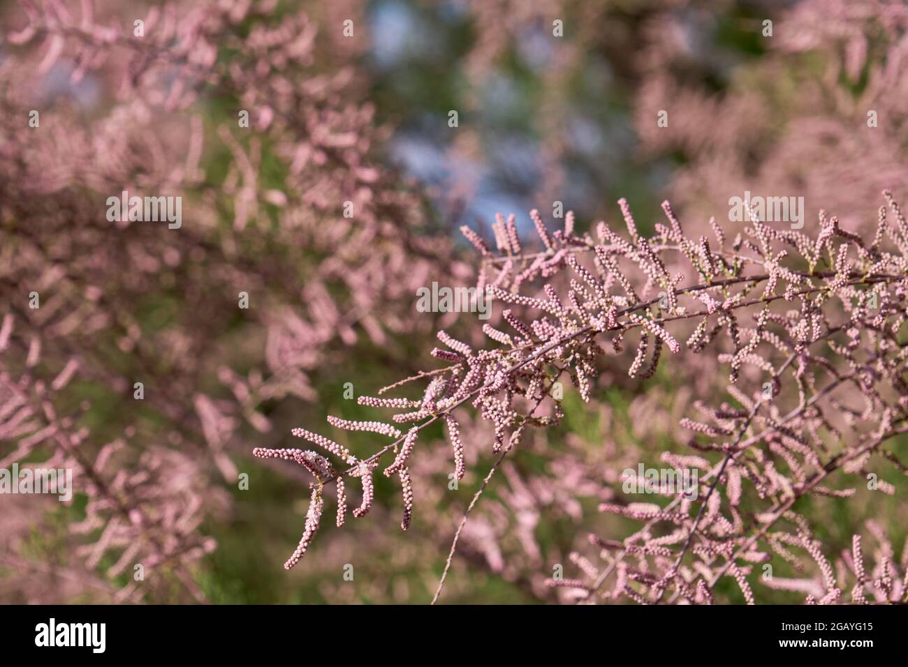 Five stamen tamarisk tree hi-res stock photography and images - Alamy
