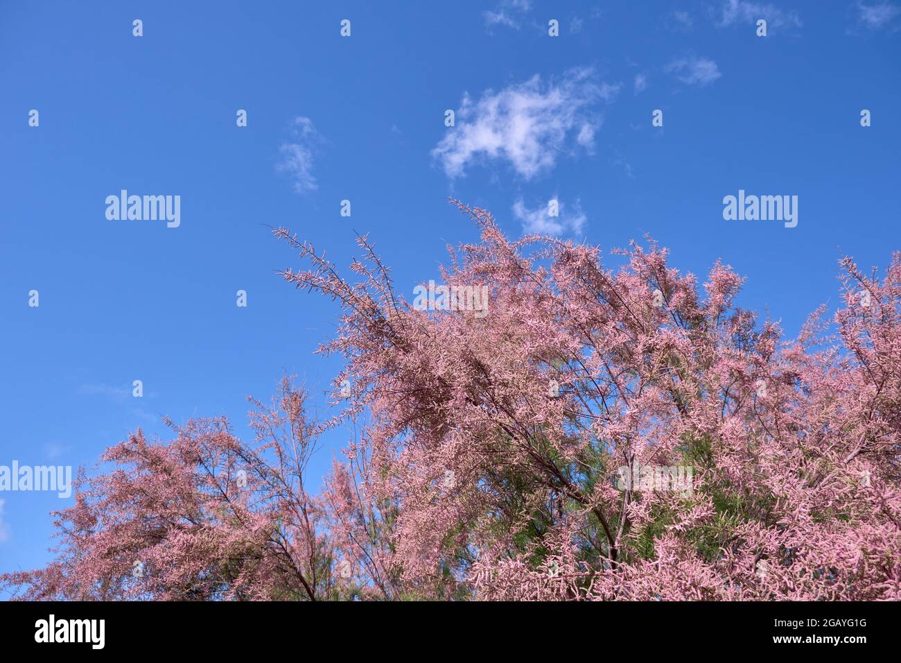 Tamarix chinensis or chinese tamarix pink flowers blooming in spring ...