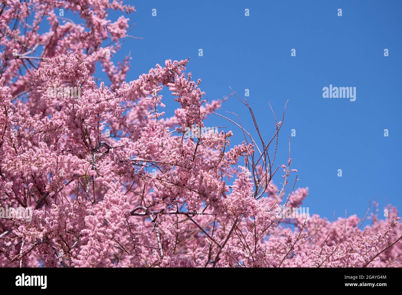 Tamarix chinensis or chinese tamarix pink flowers blooming in spring ...