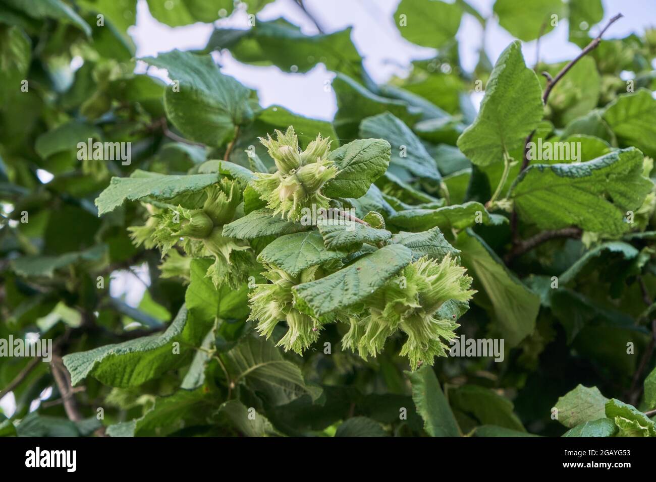 Common hazelnut and garden hi-res stock photography and images - Alamy