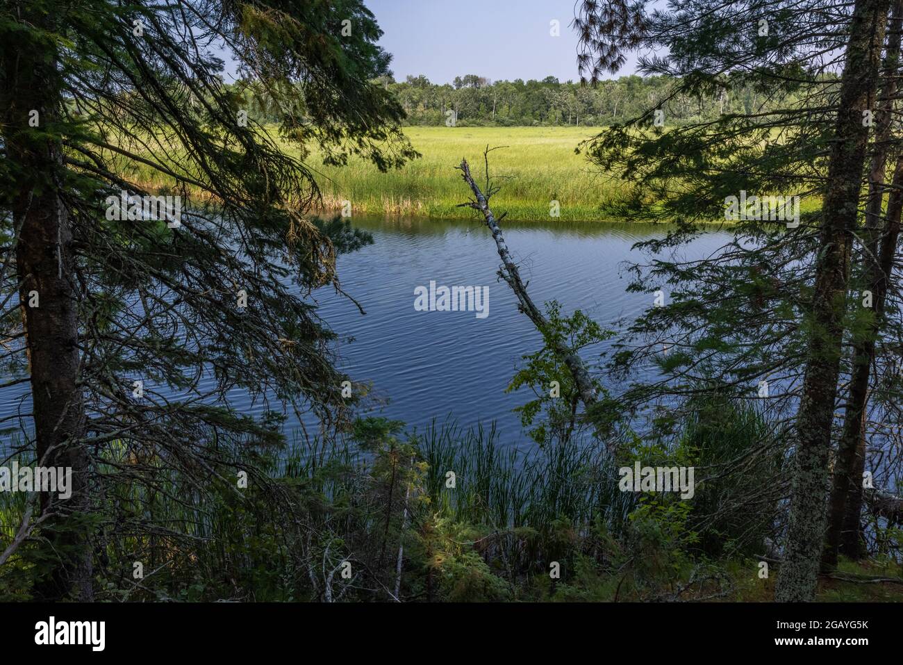 Mississippi River by a pine tree forest Stock Photo - Alamy