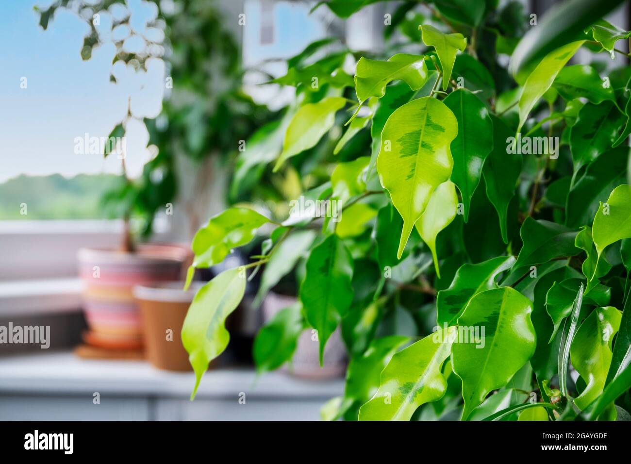 Monique green hi-res stock photography and images - Alamy