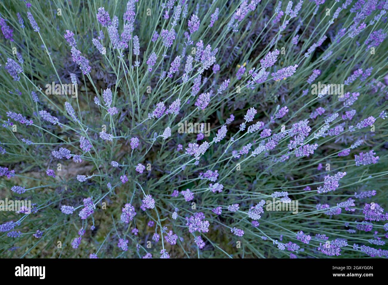 Blooming Lavandula Flowers High Resolution Stock Photography and Images ...