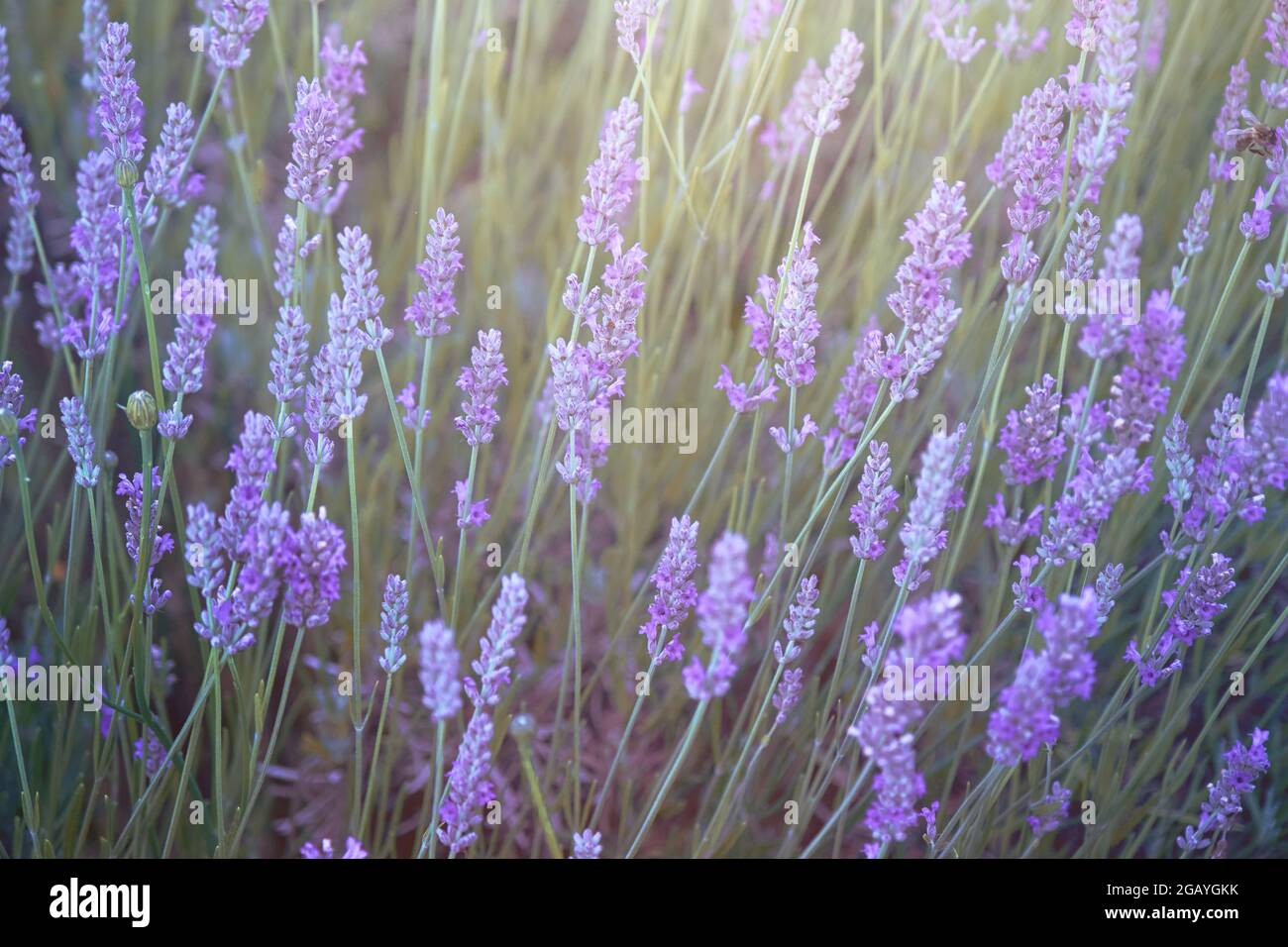 Lavanda angustifolia or garden lavender purple flowers blooming Stock ...