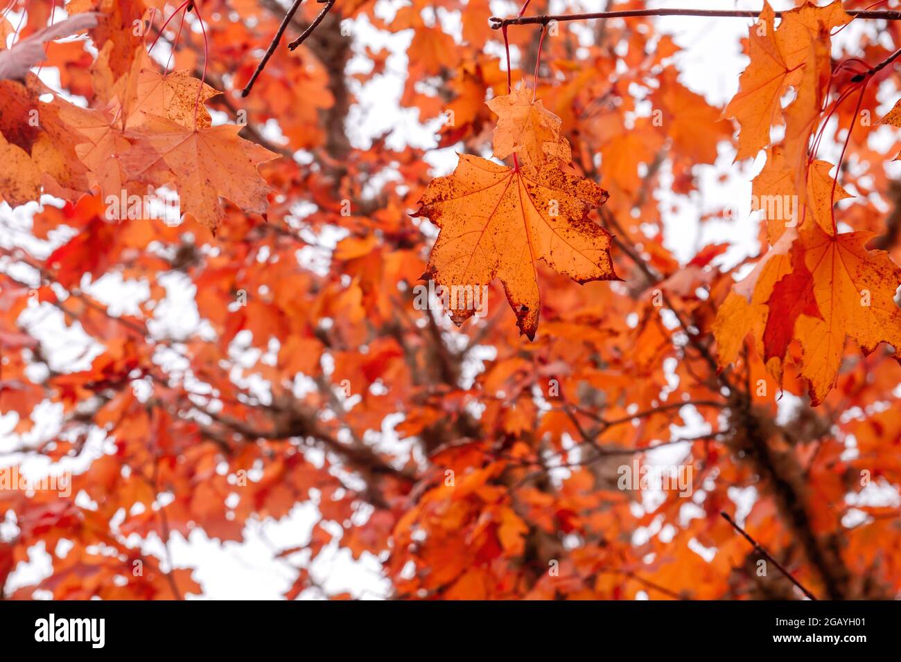 Acer rubrum tree hi-res stock photography and images - Alamy