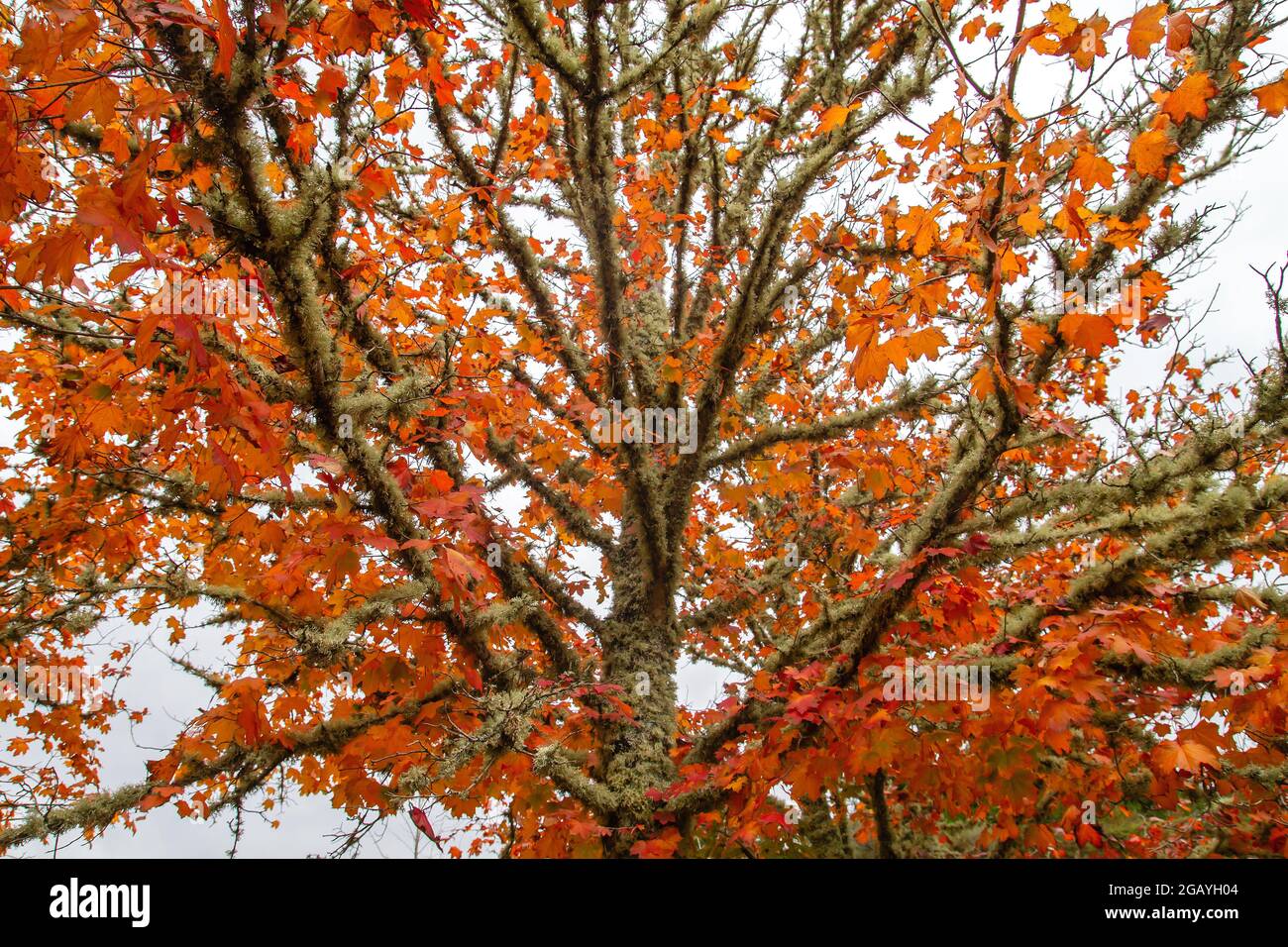 Acer rubrum tree hi-res stock photography and images - Alamy