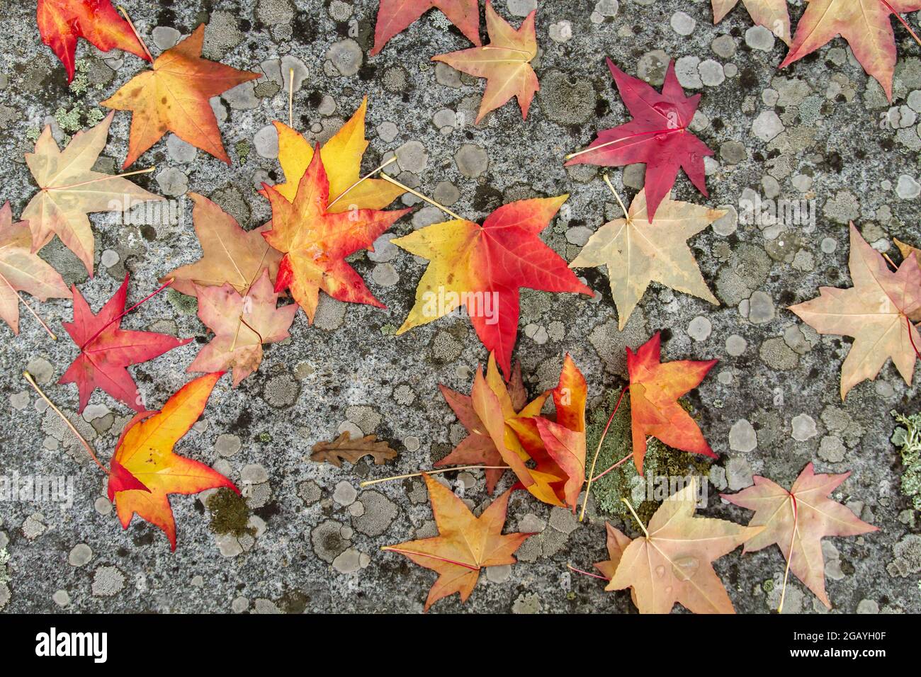 Fallen gum tree hi-res stock photography and images - Alamy