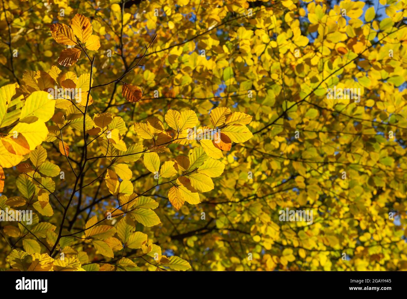Deciduous tree leaves hi-res stock photography and images - Alamy