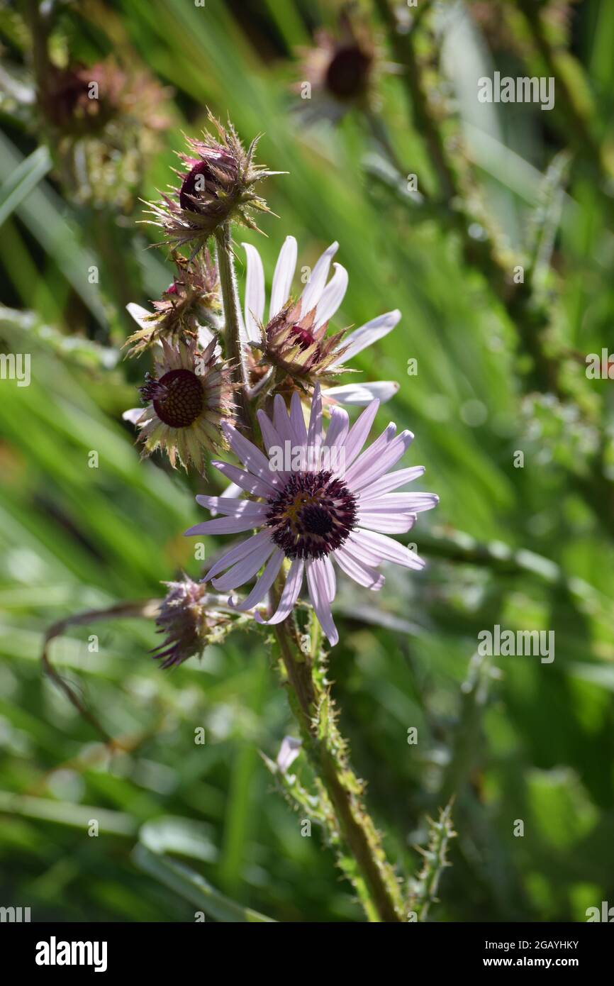 Berkhea purpurea hi-res stock photography and images - Alamy