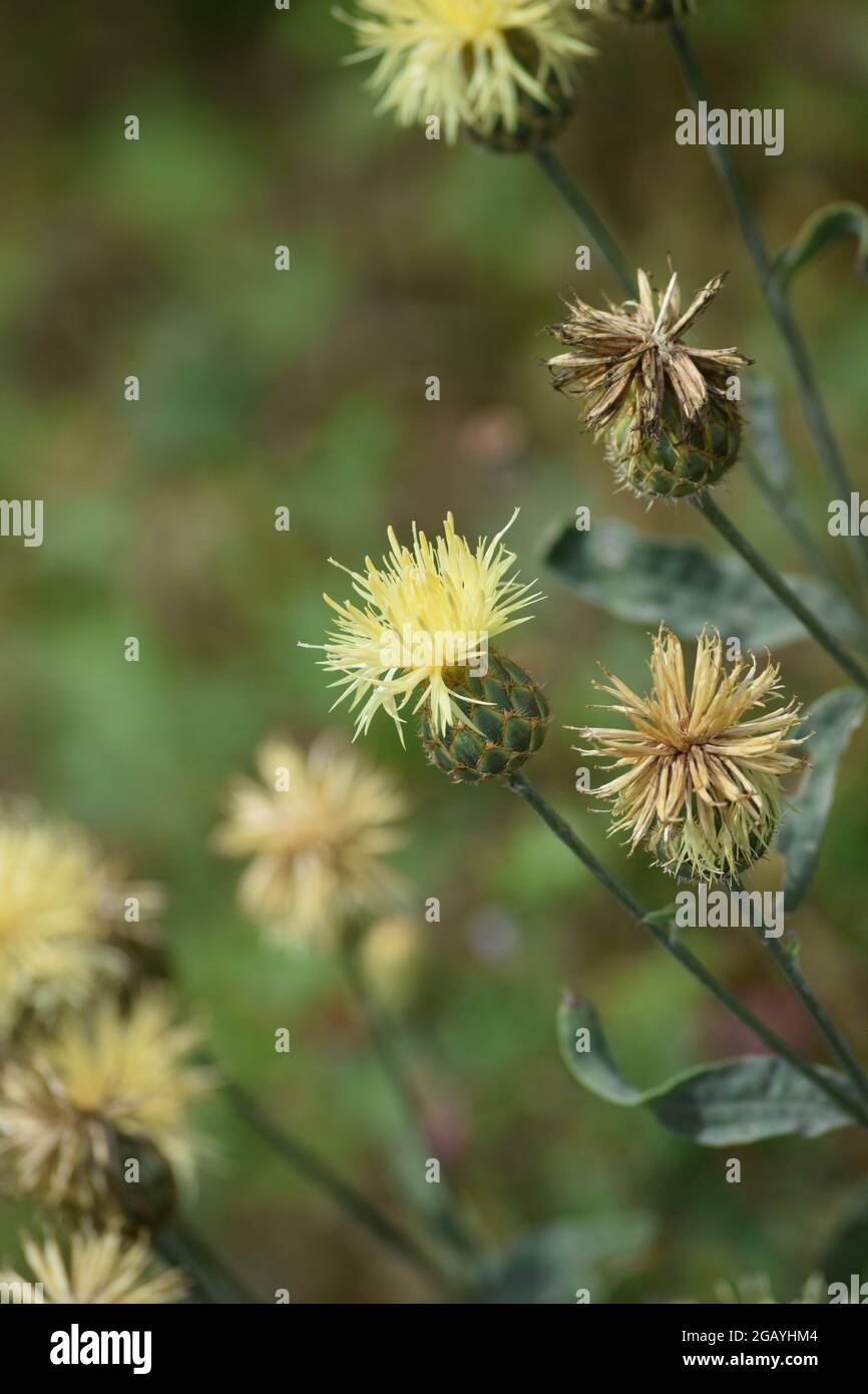 splendid Split knapweed, and not quite Fresh anymore Stock Photo - Alamy