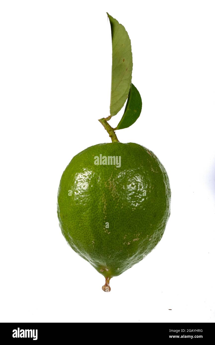 Lemons Hanging on a Lemon tree Stock Photo - Alamy