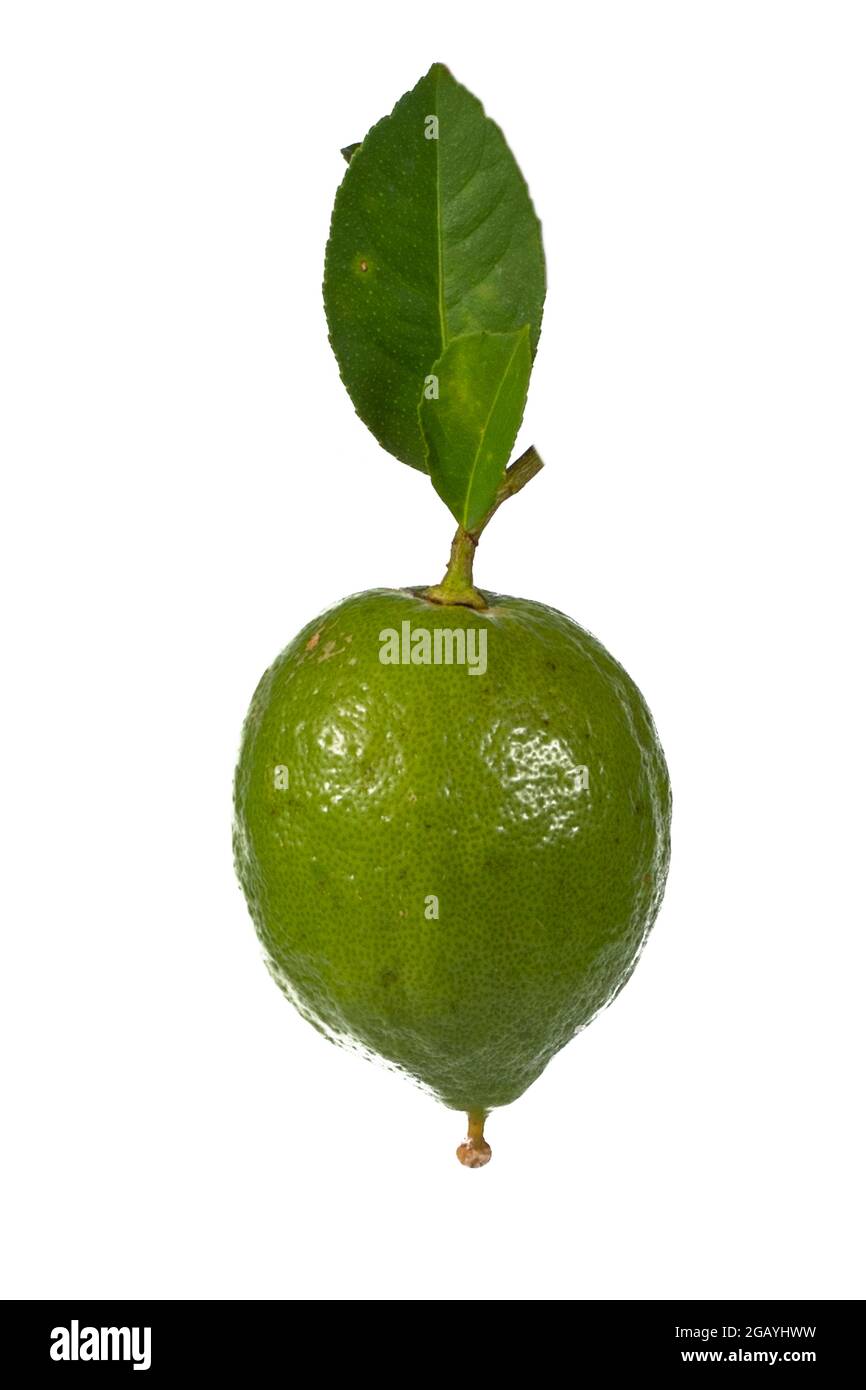 Tree leaf hanging on Cut Out Stock Images & Pictures - Alamy