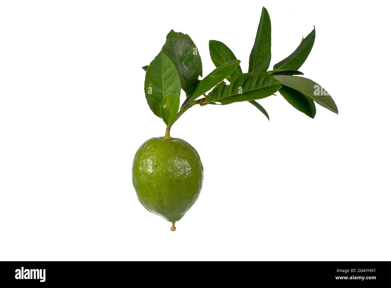 Tree leaf hanging on Cut Out Stock Images & Pictures - Alamy