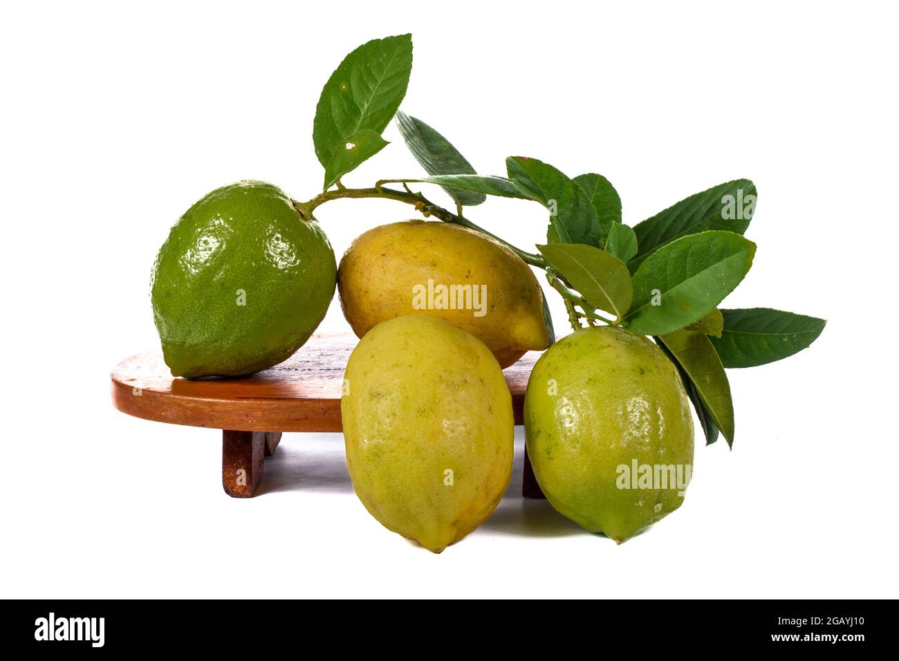 Tree leaf hanging on Cut Out Stock Images & Pictures - Alamy