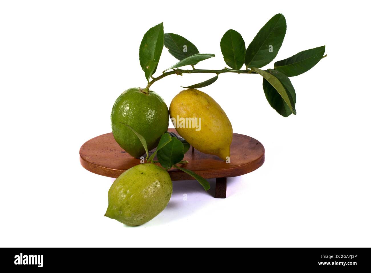 Lemons Hanging on a Lemon tree Stock Photo - Alamy