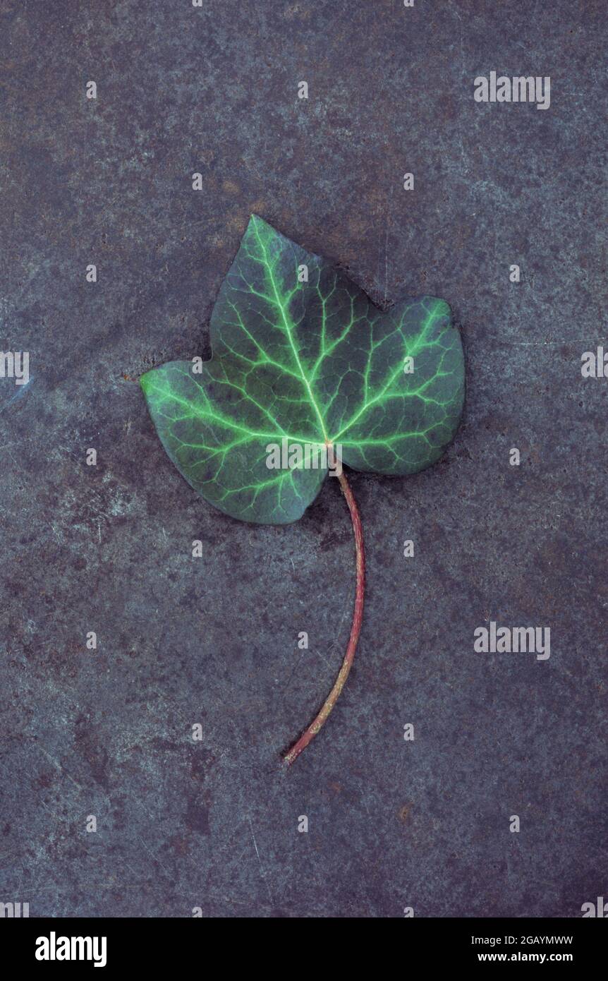 Single veined green leaf of Ivy or Hedera helix lying on tarnished ...