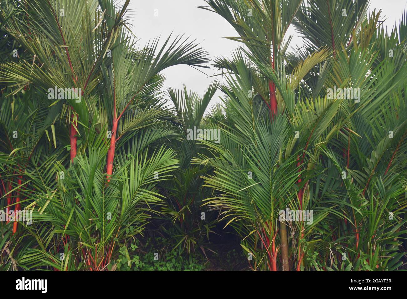 Palm tree leaves Stock Photo - Alamy