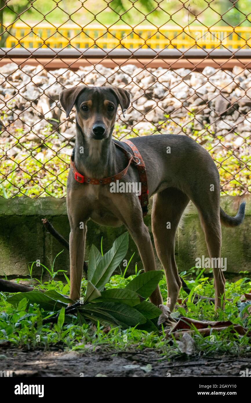 Happy Mongrel Brown Dog Playing in the Green Grass of the Public Park ...
