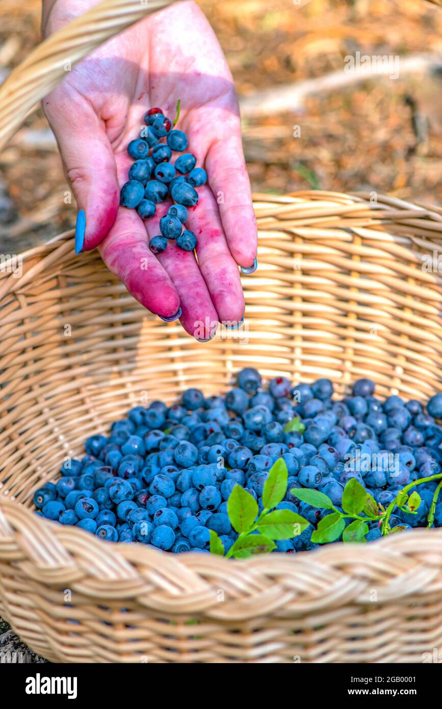 Ripe process hi-res stock photography and images - Alamy