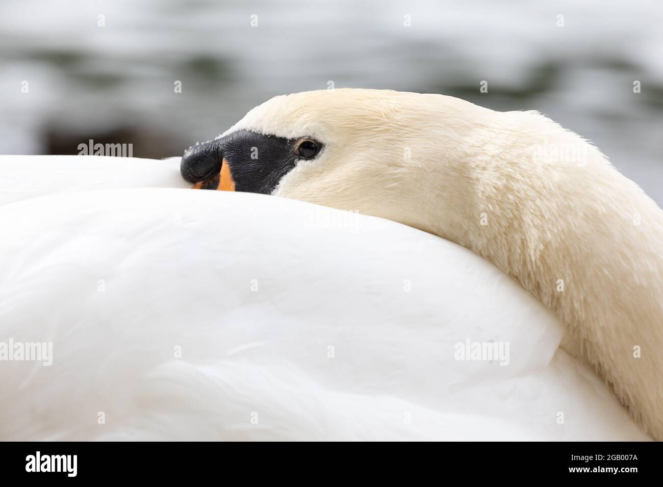 Its back feathers hi-res stock photography and images - Alamy