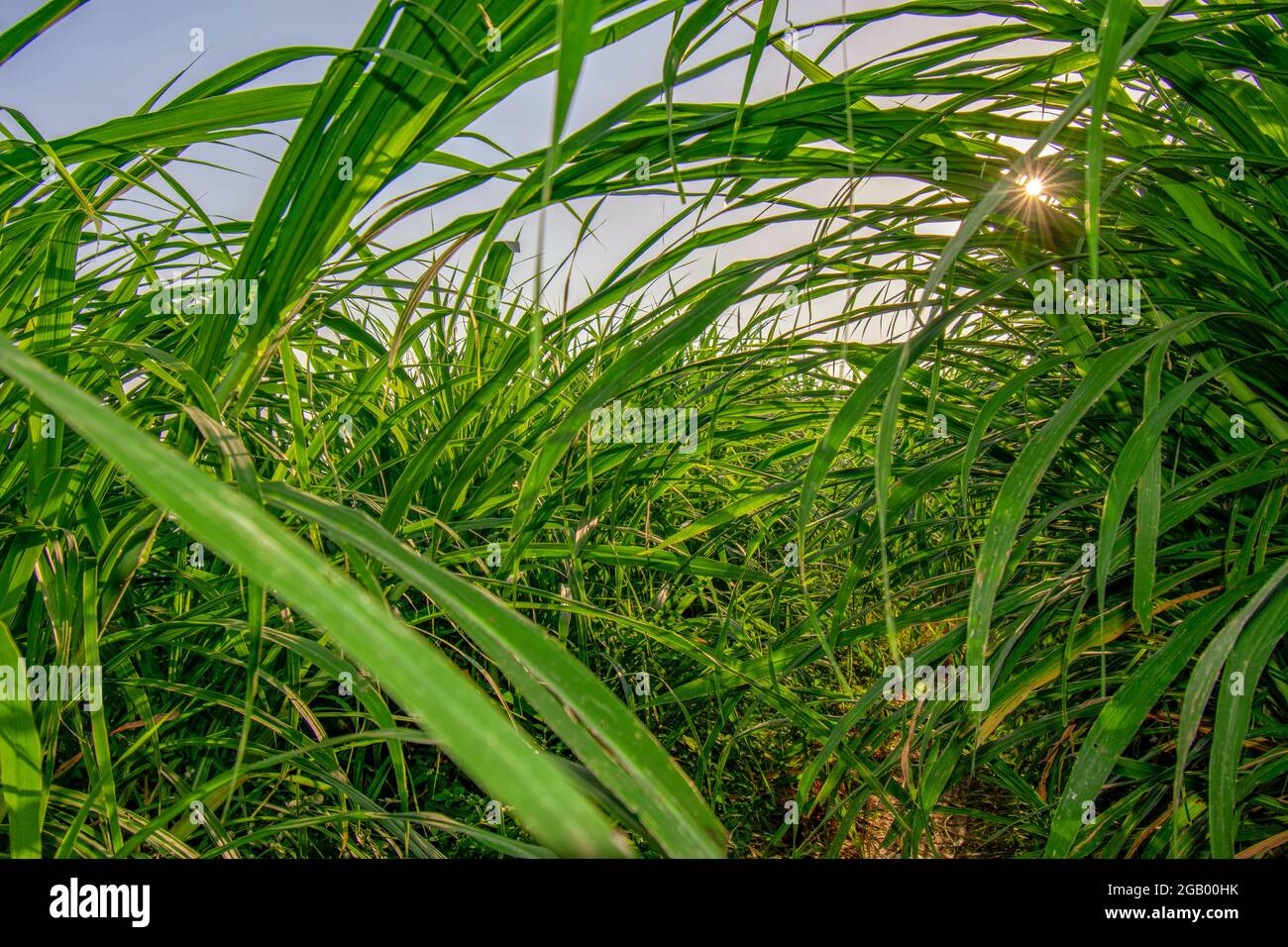 Fresh green grass background in sunny summer day Stock Photo - Alamy
