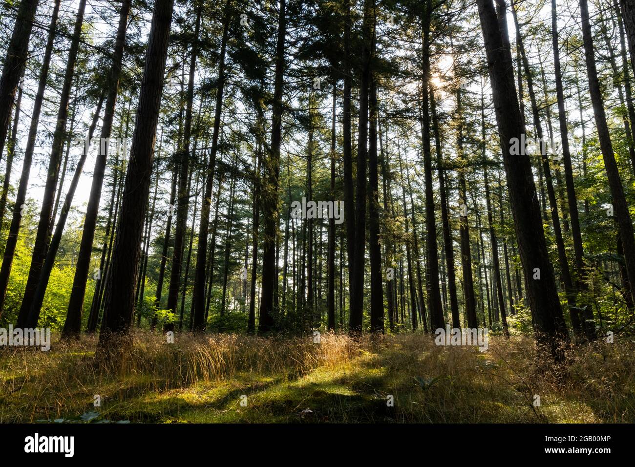 Backlit pine forest with sunlight Stock Photo - Alamy