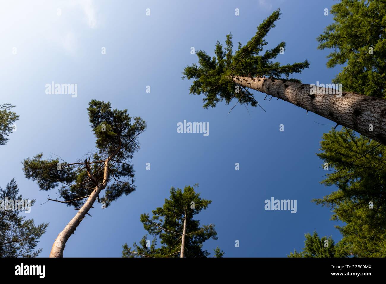 Pine trees seen from below with blue skies Stock Photo - Alamy
