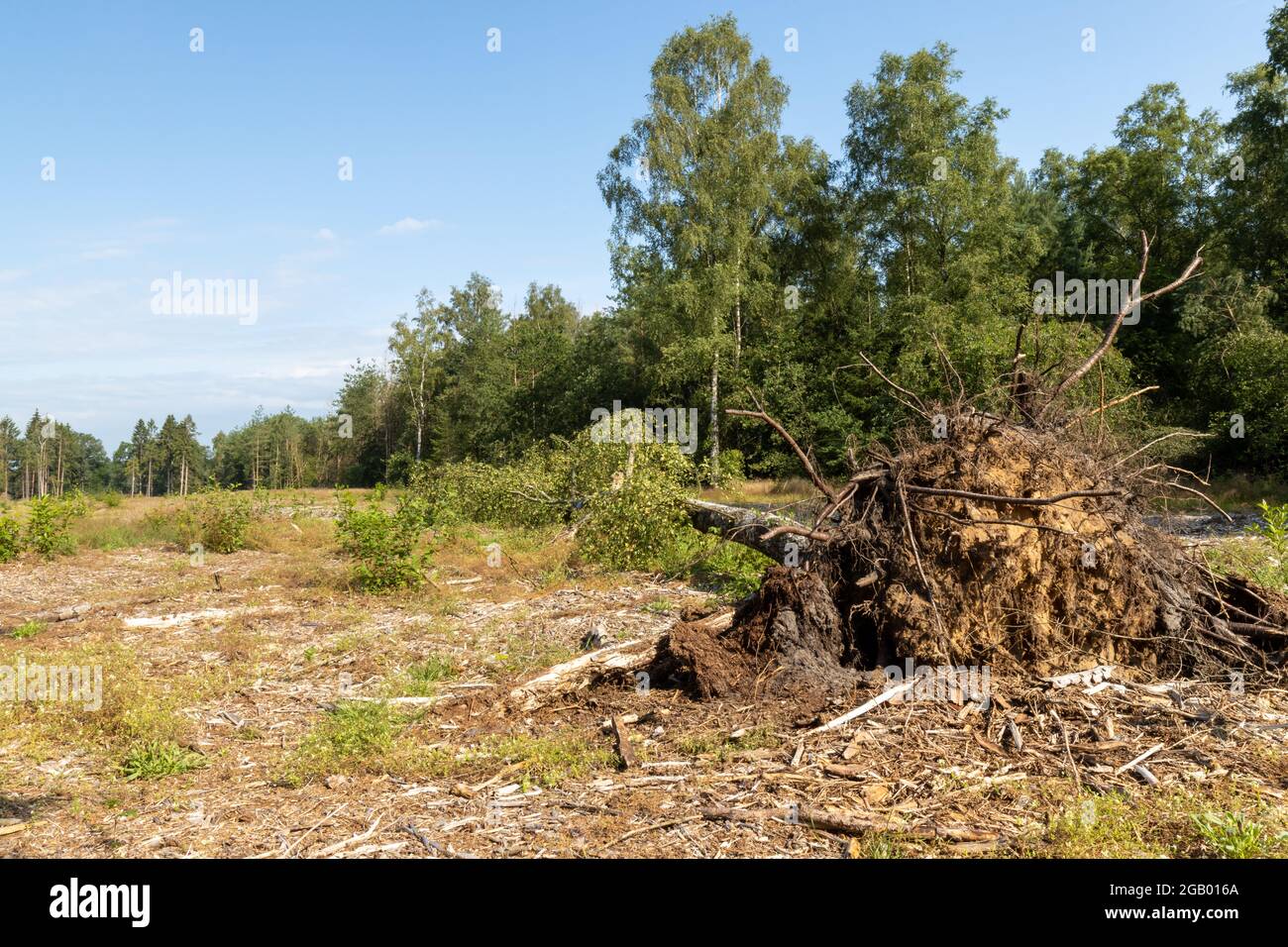 Deforestation of pine forest landscape with blue skies Stock Photo - Alamy