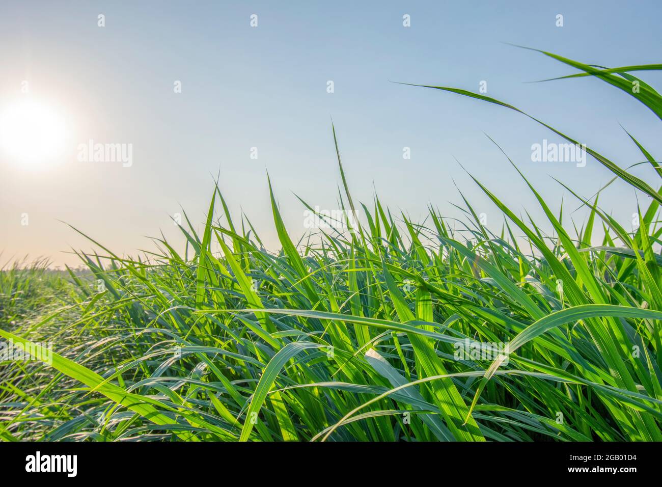 Fresh green grass background in sunny summer day Stock Photo - Alamy