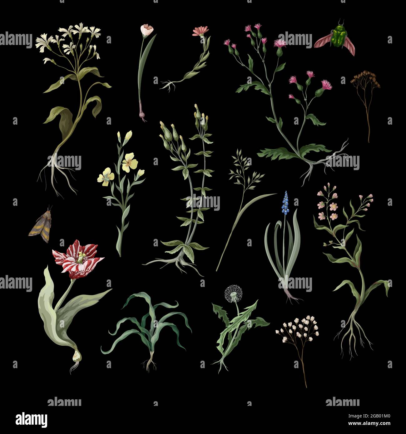 Wild flowers isolated. Vector Stock Vector Image & Art - Alamy