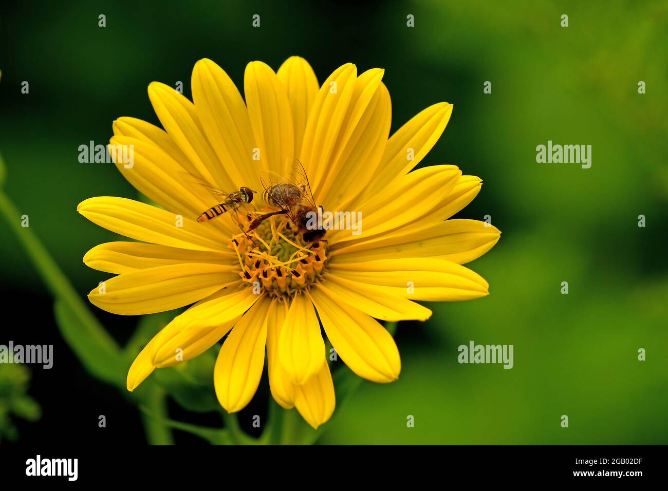 bee and hoverfly on compass flower Stock Photo - Alamy