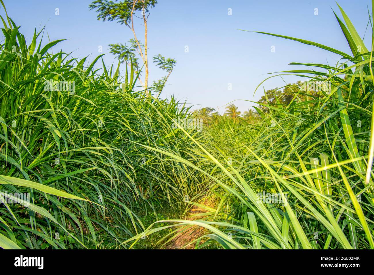 Rumput grass hi-res stock photography and images - Alamy