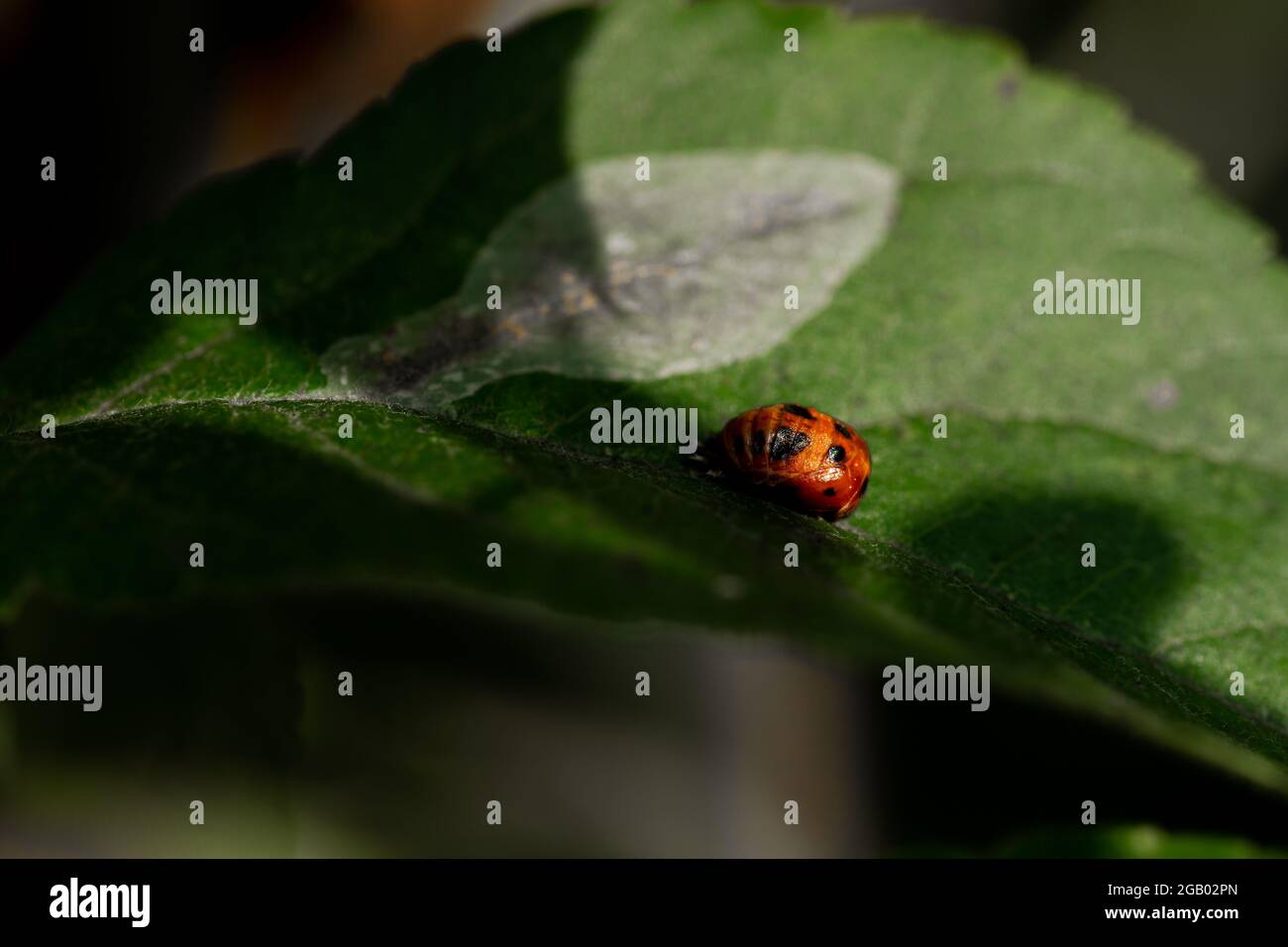 Ladybug pupa leaf hi-res stock photography and images - Alamy