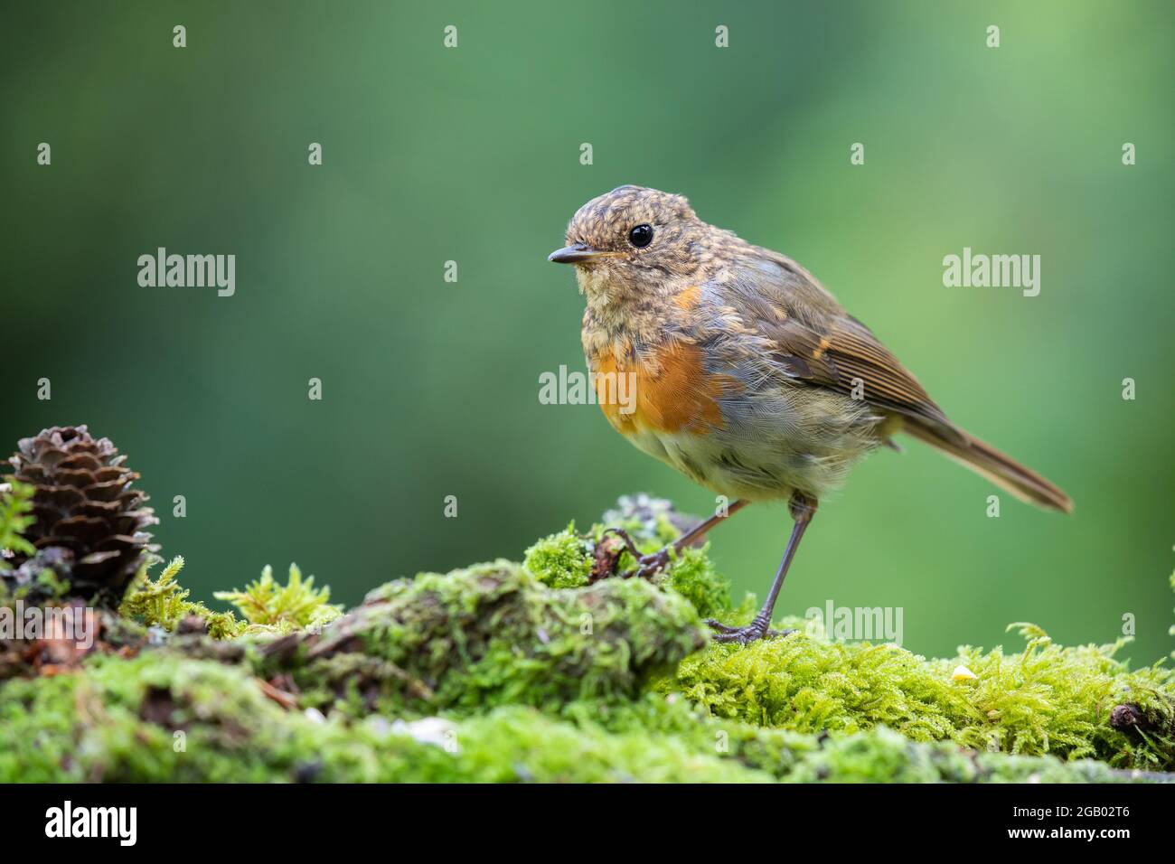 Juvenile robin hi-res stock photography and images - Alamy