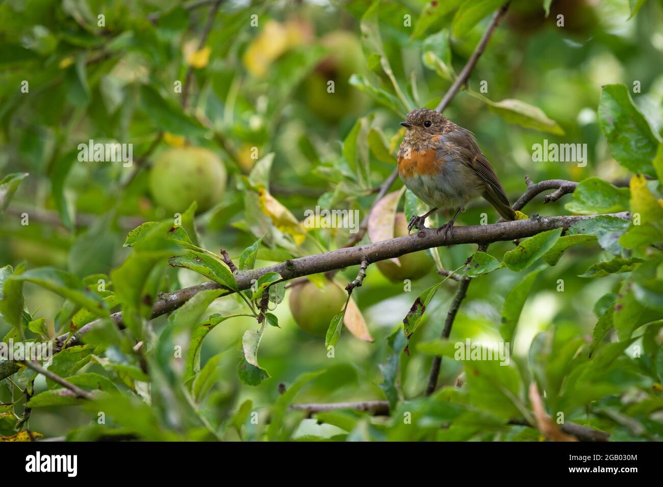 Juvenile Robin [ Erithacus rubecula ] in fruiting Apple tree Stock ...