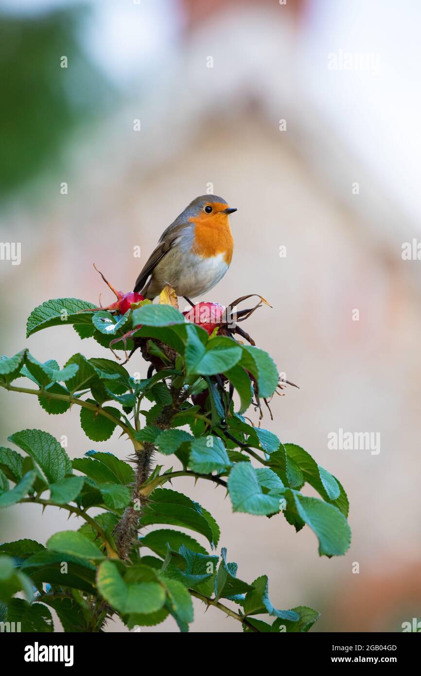 Robin house hi-res stock photography and images - Alamy