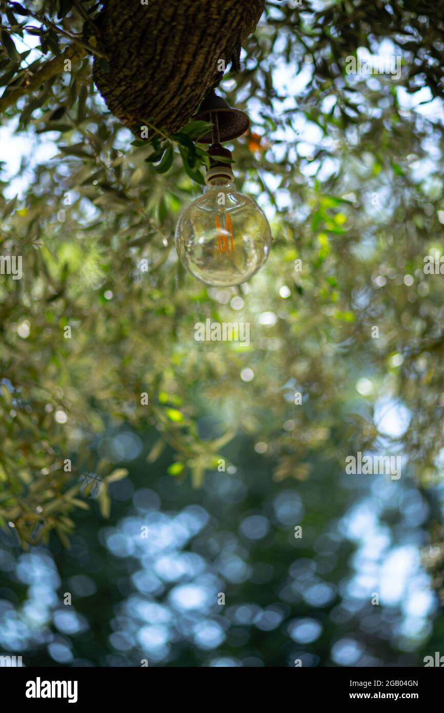 Light bulb lamp isolated on a tree branch on an outdoor sunny scene ...