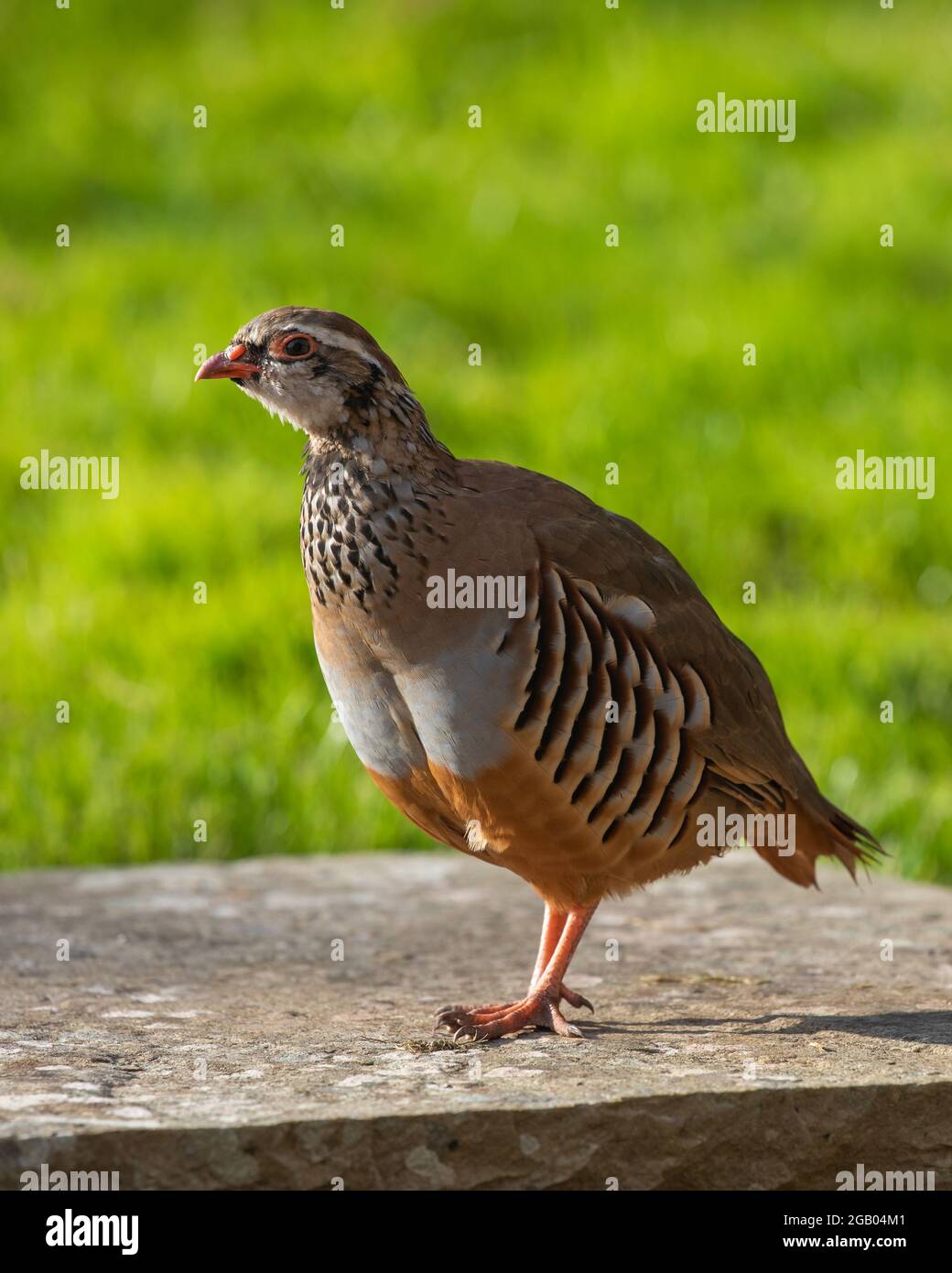 Red Legged Partridge [ Alectoris rufa ] on garden wall Stock Photo - Alamy