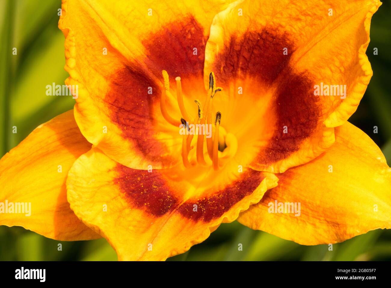 Daylily Orange Hemerocallis 'Eye-yi-yi' Daylilies flower Stock Photo ...