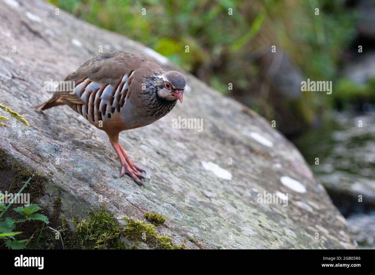 Rock partridge hi-res stock photography and images - Alamy