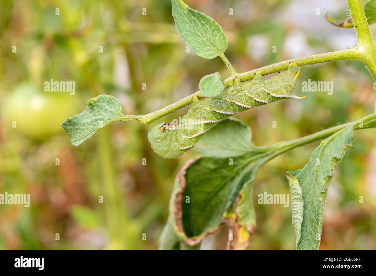 Tobacco hornworm eating tomato plant in garden. Gardening, pest control ...