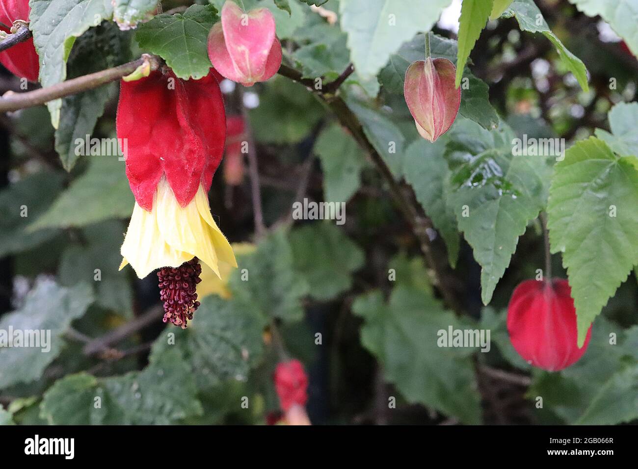 Bell lantern shaped flower hi-res stock photography and images - Alamy